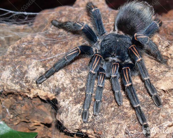 Паук птицеед Lasiodora parahybana