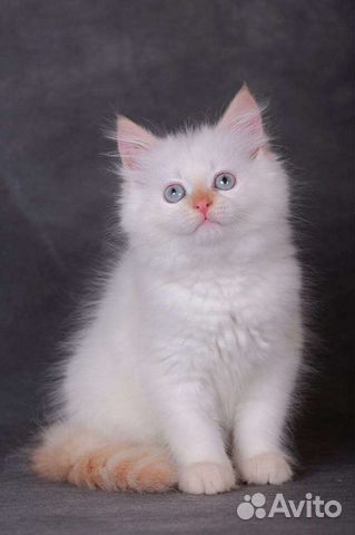Невский маскарадный котик