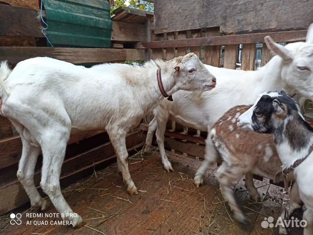Козел Ламанча от 6-ти литровой козы