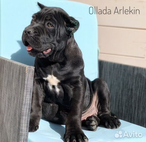 Кане Корсо черный мальчик