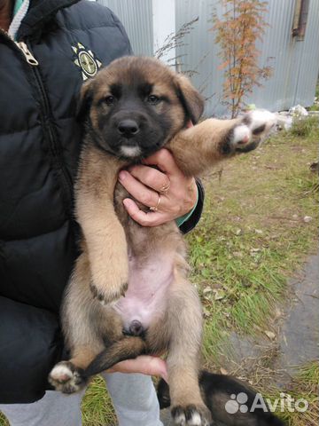 Щенок девочка кофейного окраса