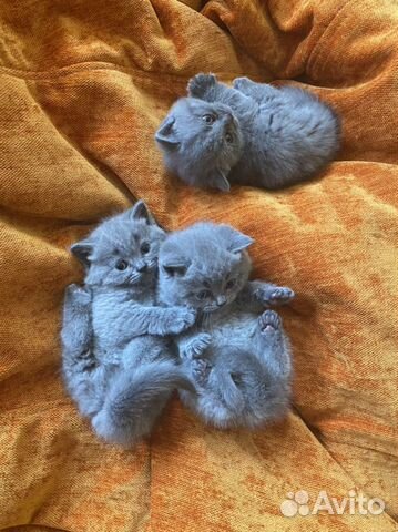 Котята британские