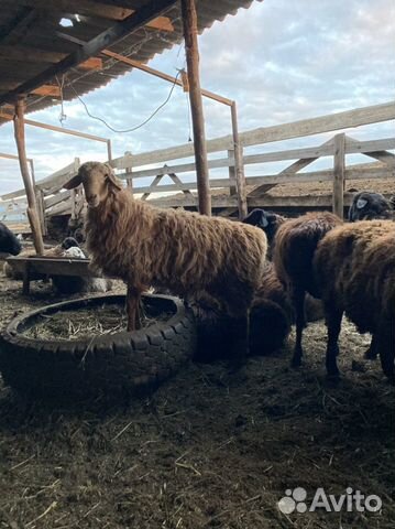 Бараны на племя эдельбаи-гисары