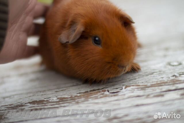 Мальчик морская свинка английский селф золотой