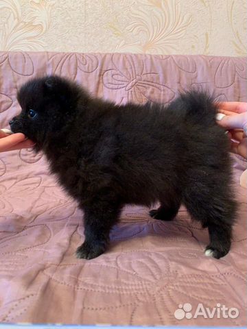 Щенки шпица