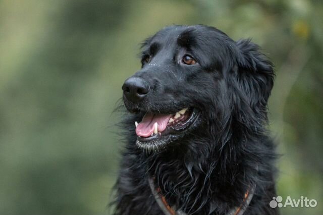 Красивая собака Аля ищет дом