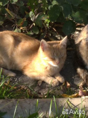 Котята