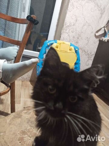 Кошечька в дар