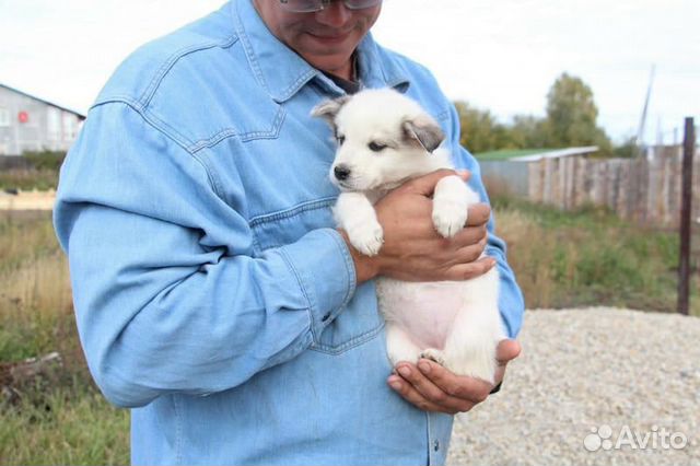 Щенки бесплатно 1.5 месяца