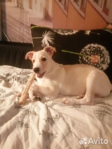 Отдаем Сэма