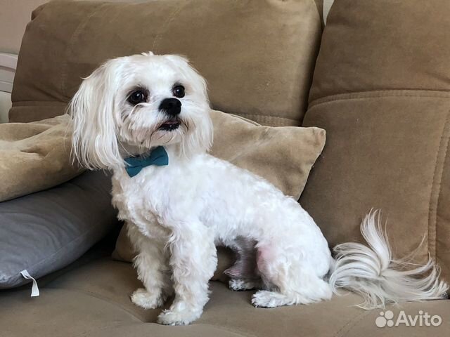 Мальтийская болонка вязка