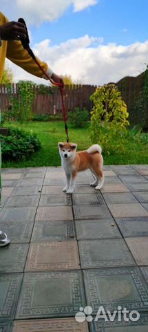 Акита-ину щенки