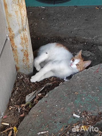 Кошечка