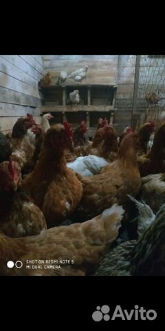 Куры несушки оптом
