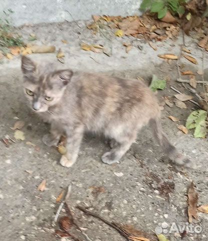 Котята ищут добрые ручки