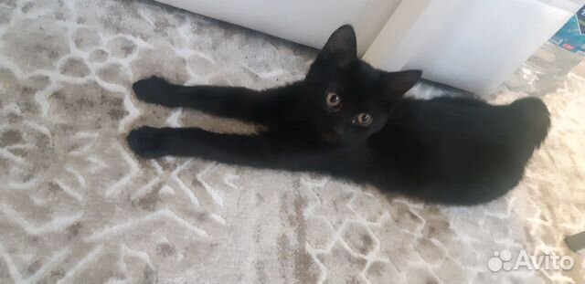 Кошка в дар