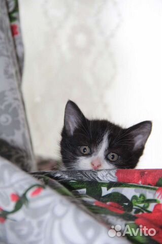 Котёнок, котейка, мальчик, милаха