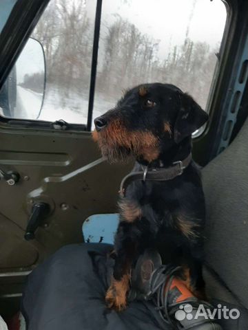 Продам ягдтерьера