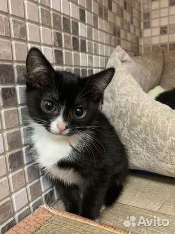 Котенок девочка Шанти 2 мес