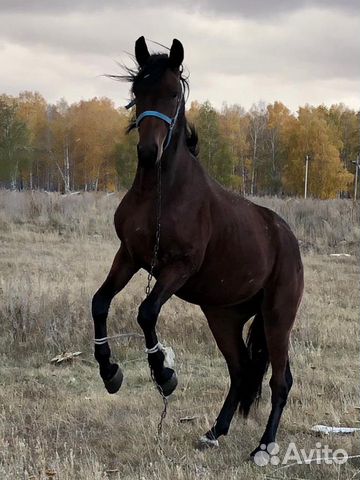 Продам жеребчика