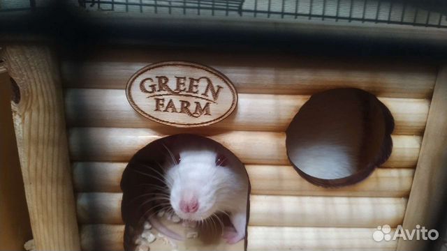Декоративная крыса + клетка