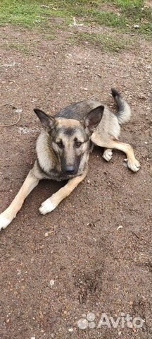 Фенотип лайки