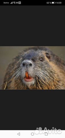 Продаются нутрии
