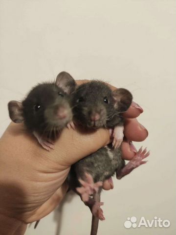 Крыса дамбо,крысы, крысенок