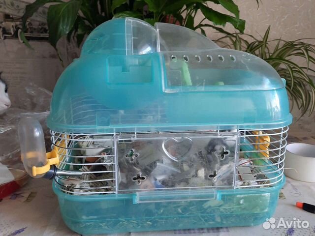 Хомячок с клеткой в дар