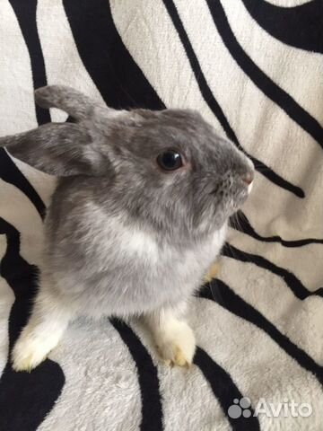 Кролик декоративный бесплатно