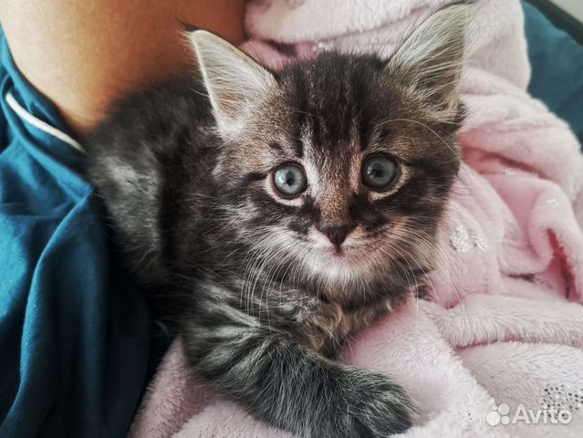 Отдам в добрые и заботливые руки