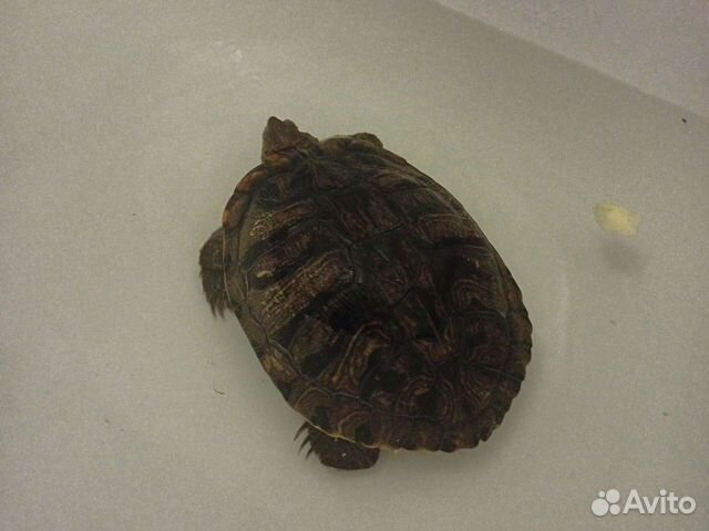 Красноухая черепаха большая