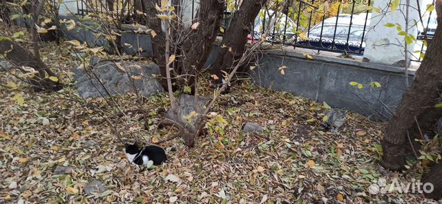 Котята бесплатно