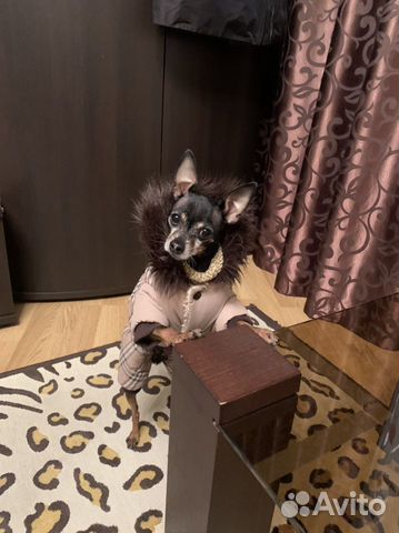 Мини той-терьер вес 1800 ищем девочку для вязки