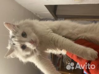 Турецкая ангора в дар