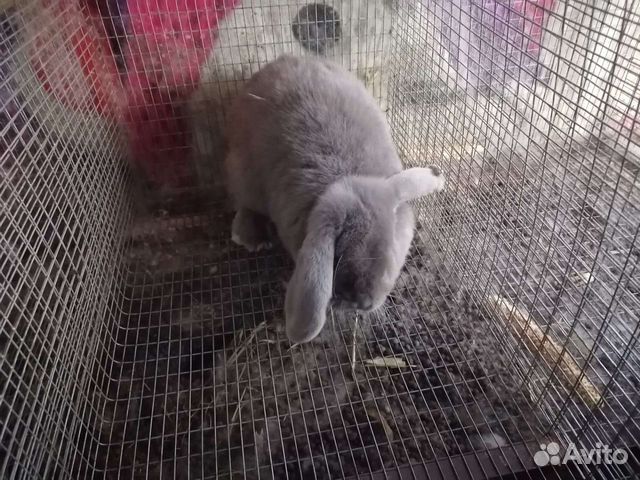 Кролики французский баран