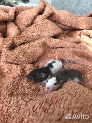 Крыса дамбо