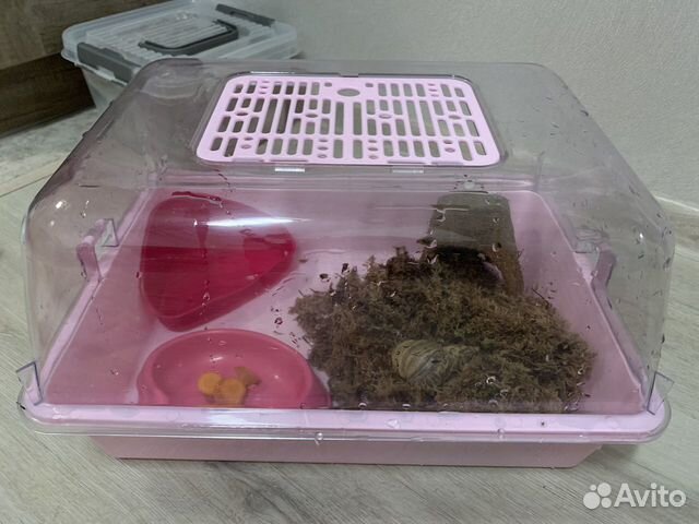 Улитки ахатина с домиком