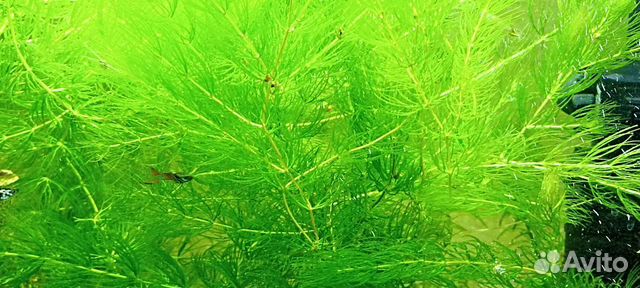 Аквариумные растения