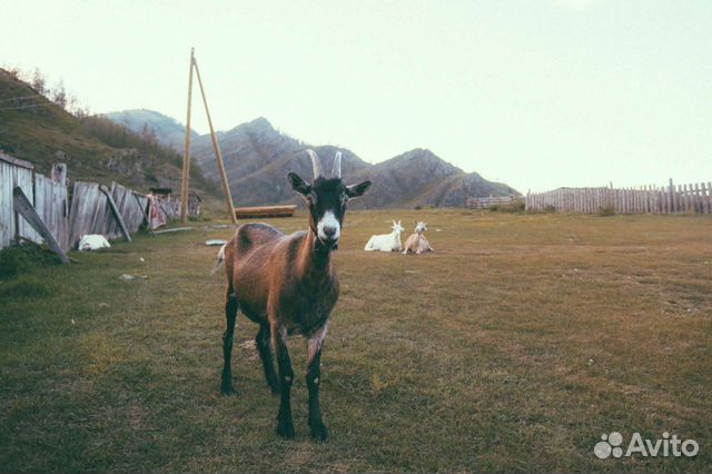 Послушные Козы