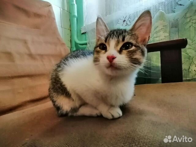 Котята манчкин