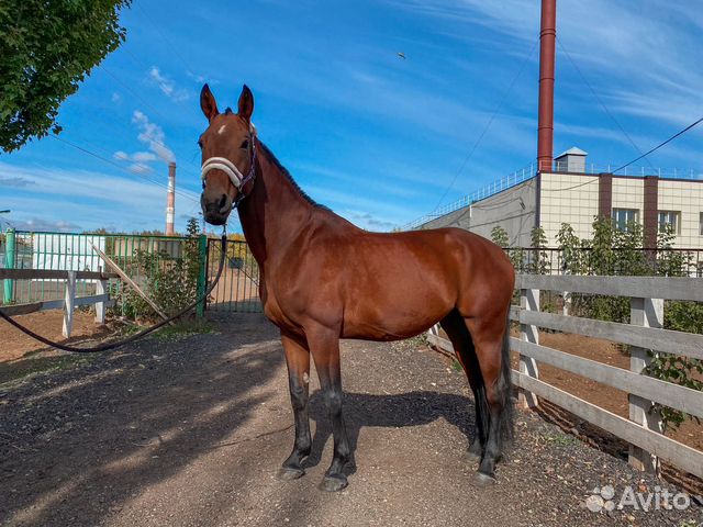 Кобыла ганноверо-латвийской помеси