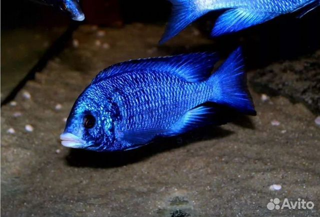 Белогубый дельфин мдока