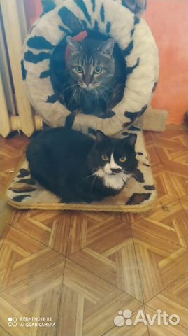 Отдам котиков Тигру и Феликса