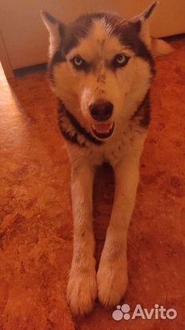 Сибирский хаски