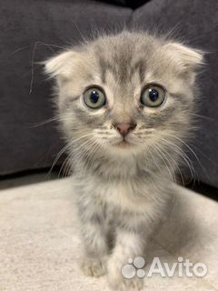 Котята котенок вислоухие