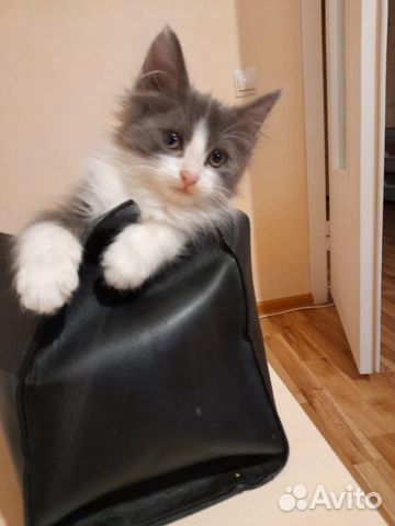 Счастье в дом