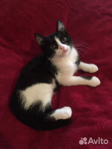 Котёнок Федя