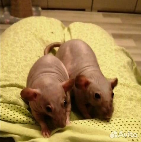 Крыса сфинкс