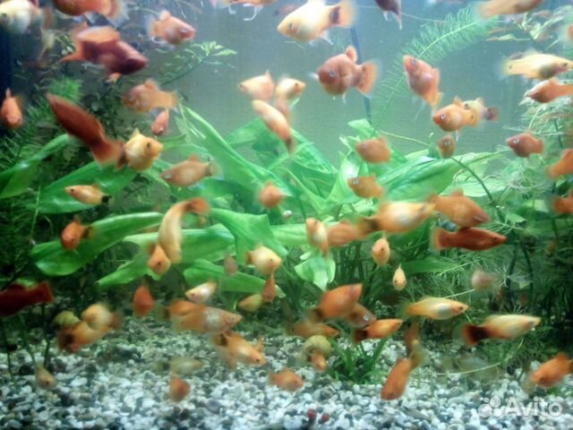 Продам пецилии